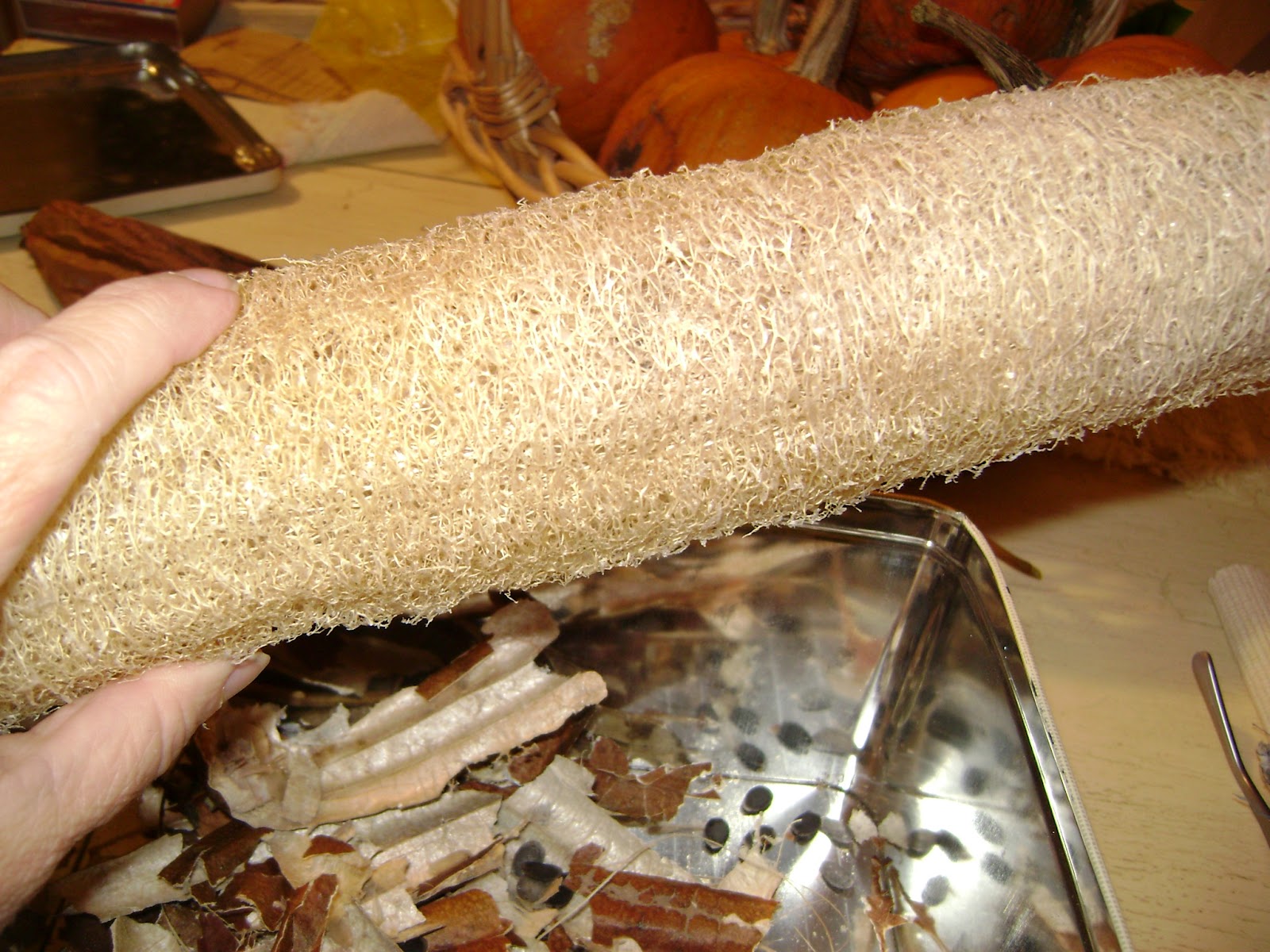 TSG: Fun Growing Luffa Sponge