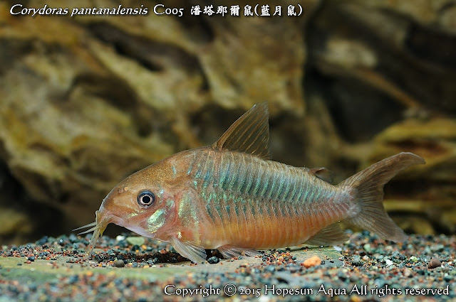 鴻順魚坊: Corydoras pantanalensis C005 潘塔納爾鼠(藍月鼠)