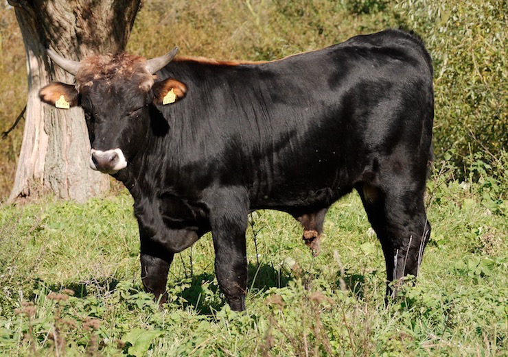 The Breeding-back Blog: An aurochs-coloured Sayaguesa x Chianina bull