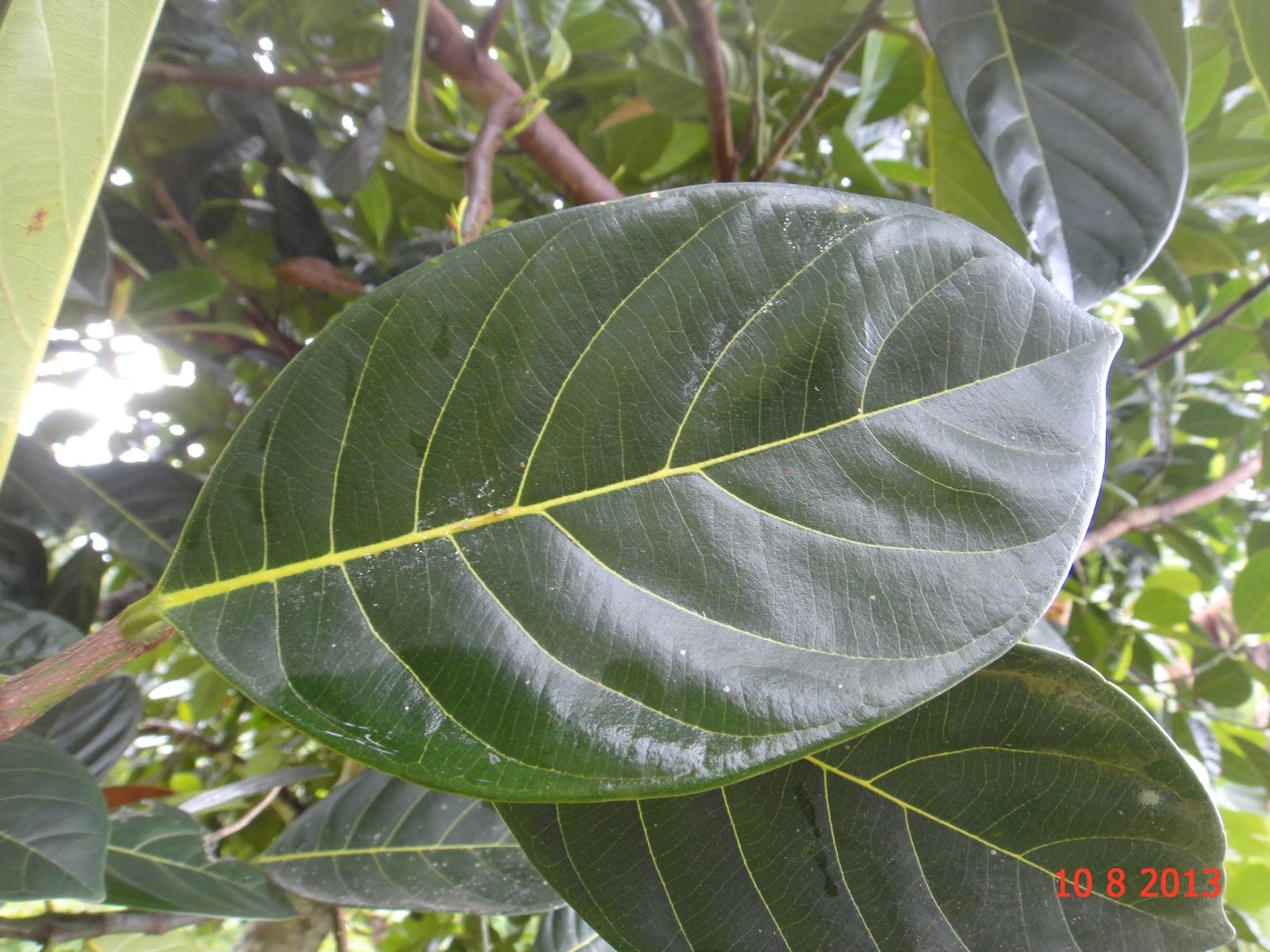 Experimental Farming: Identifying Variety Of Jackfruit Trees ...