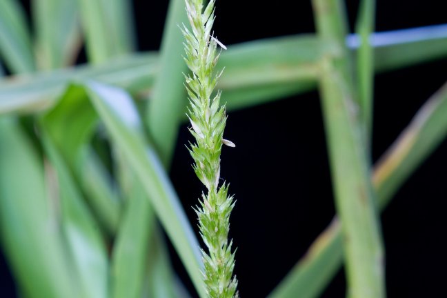 PLANT FAMILIES OF PUERTO RICO AND FLORIDA PAPO VIVES: POACEAE PANICEAE ...