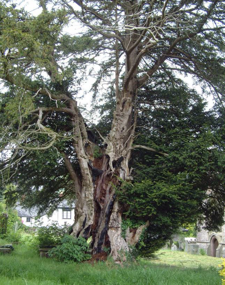 psmv3: Yew trees