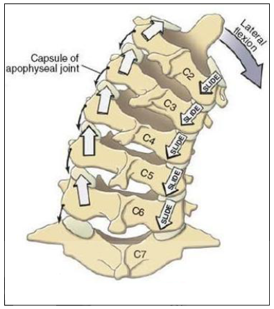 O Guia do Fisioterapeuta: 2018