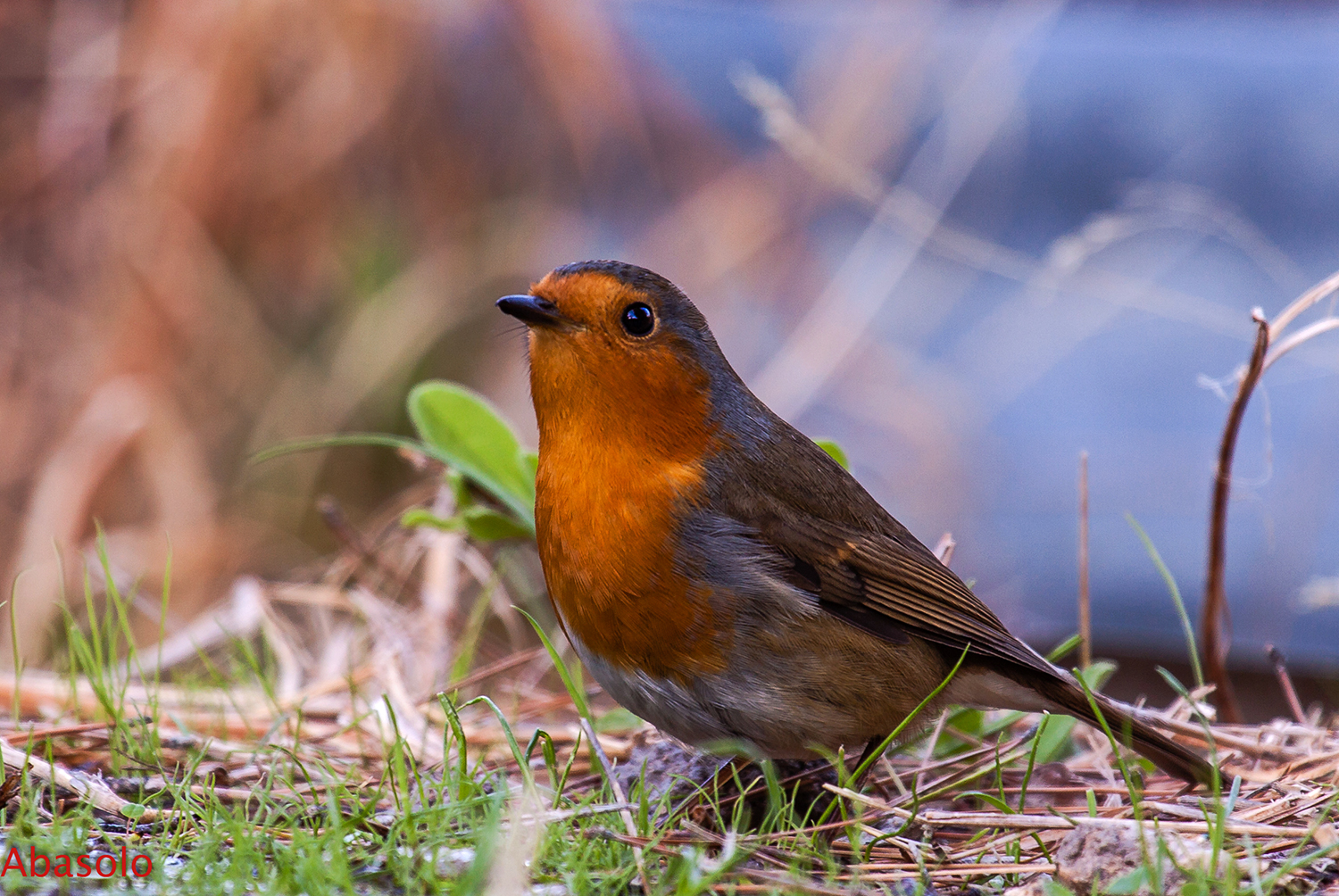 FOTOGRAFÍAS DE NATURALEZA: Petirrojo (Erithacus rubecula)