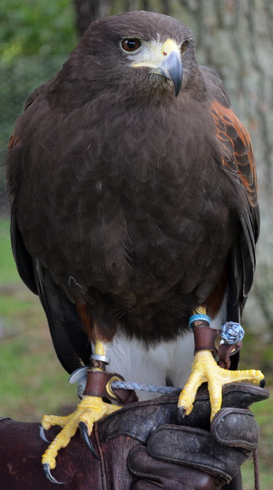 Tour Scotland: Tour Scotland Photographs Harris Hawk Highland Games ...