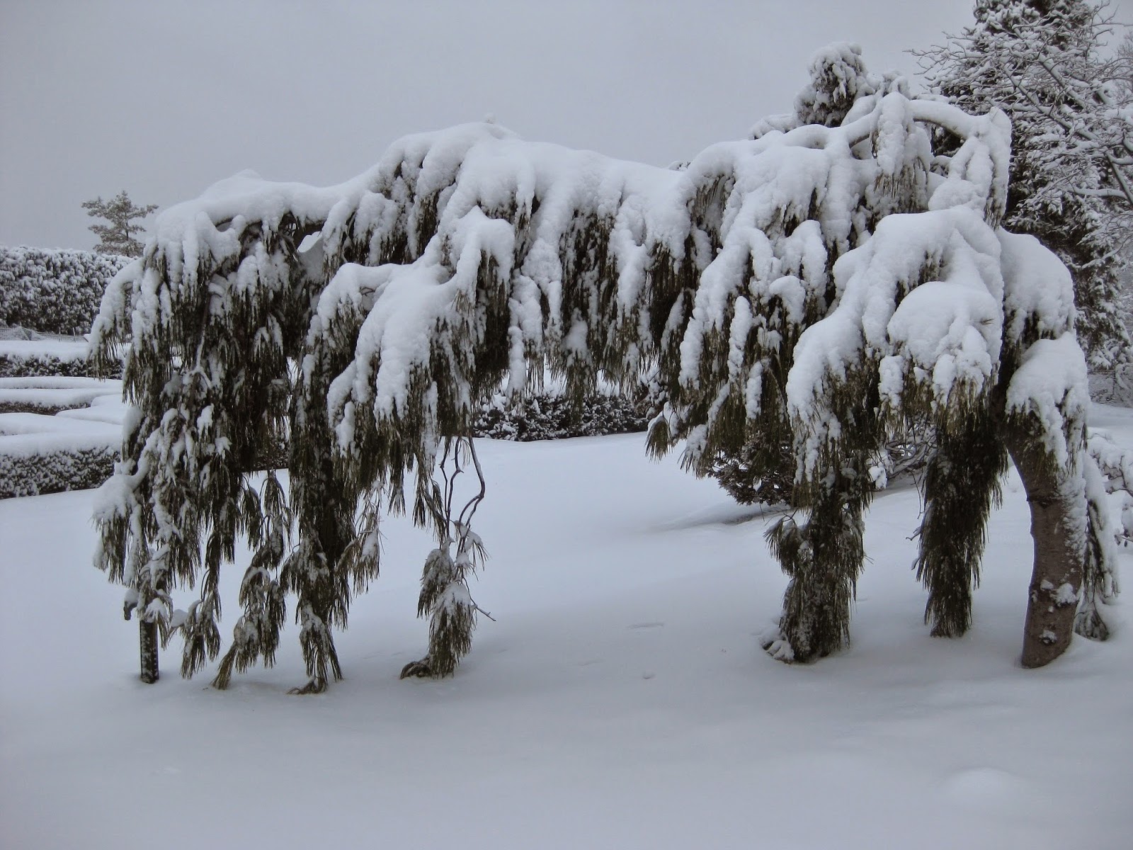 The Weeping White Pine | Rotary Botanical Gardens