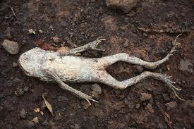 Layers of the Ongion: The things buried in my yard.....