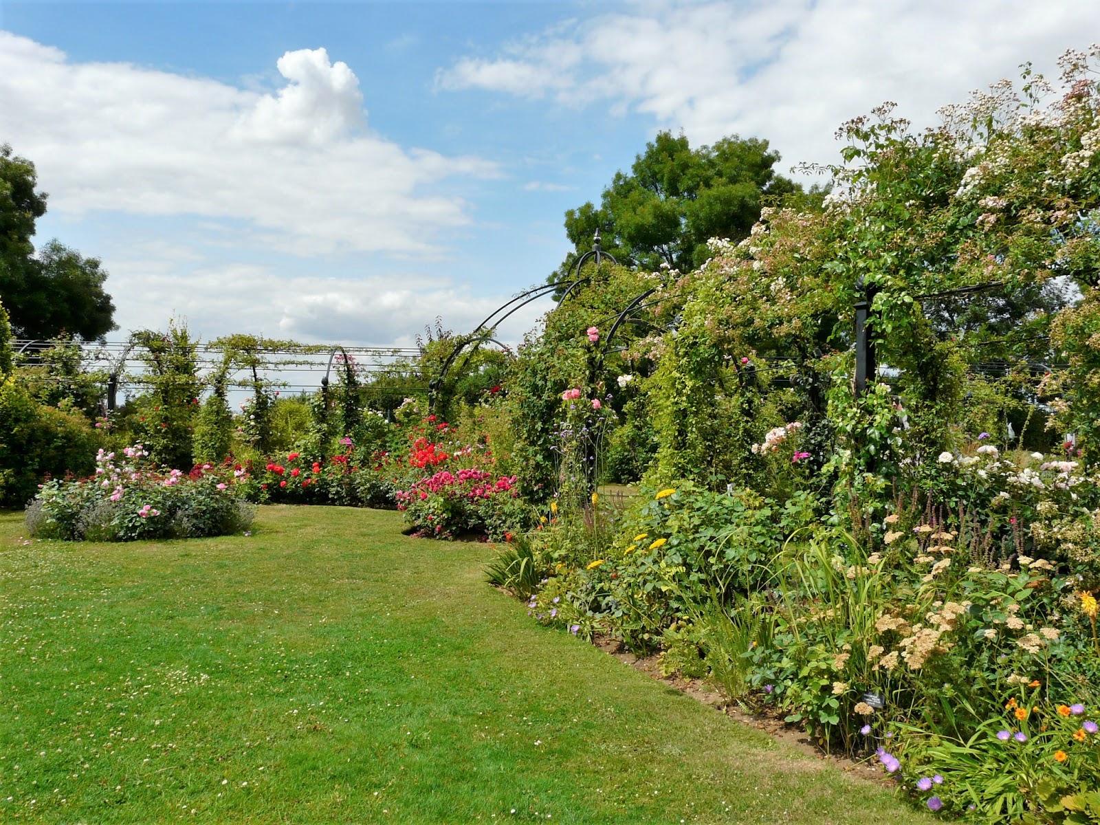 Cindy's Snaps: Peter Beales Roses, Attleborough