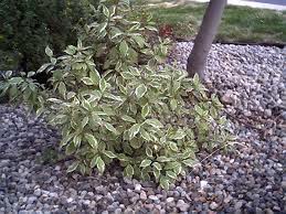 Listavci: Beli dren - CORNUS ALBA L.