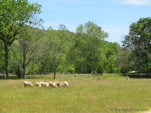 Farmgirl Fare: Tail End of the Week: Get Your Friday Farm Fix #11
