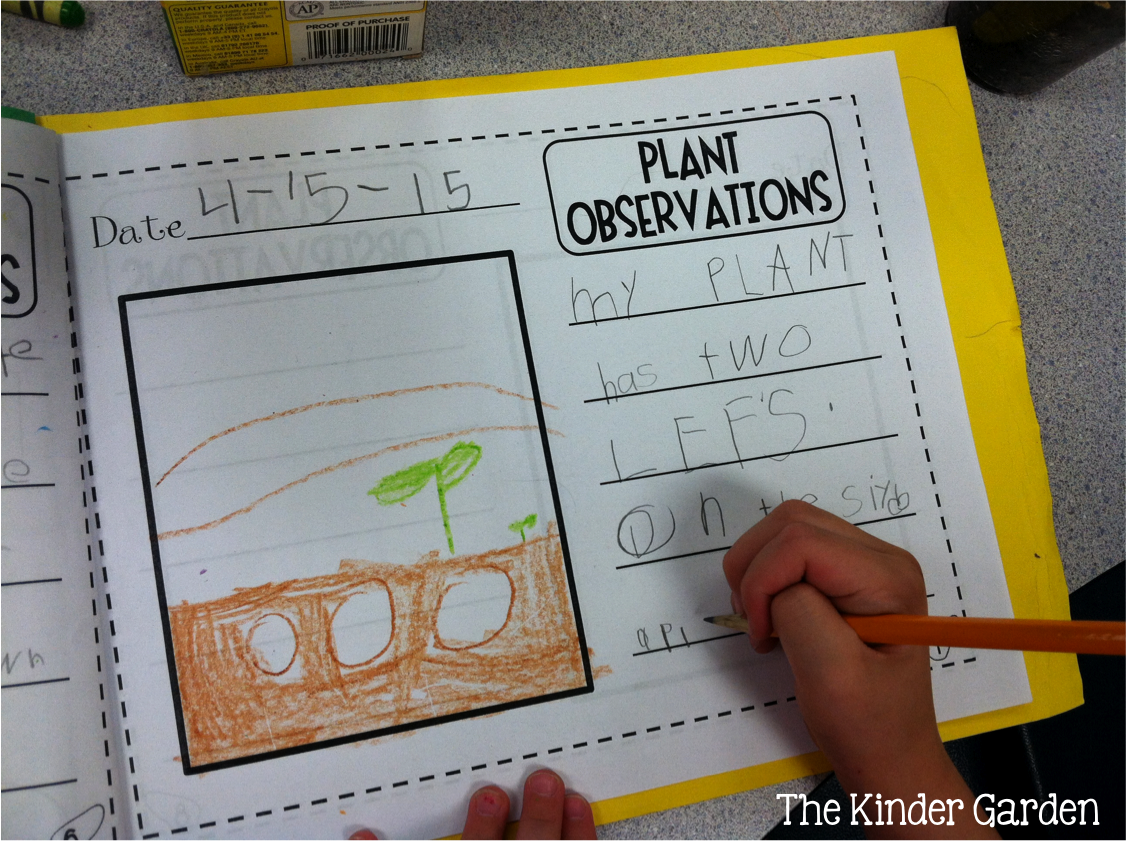 The Kinder Garden: Plants and Living Things {plus freebies!}