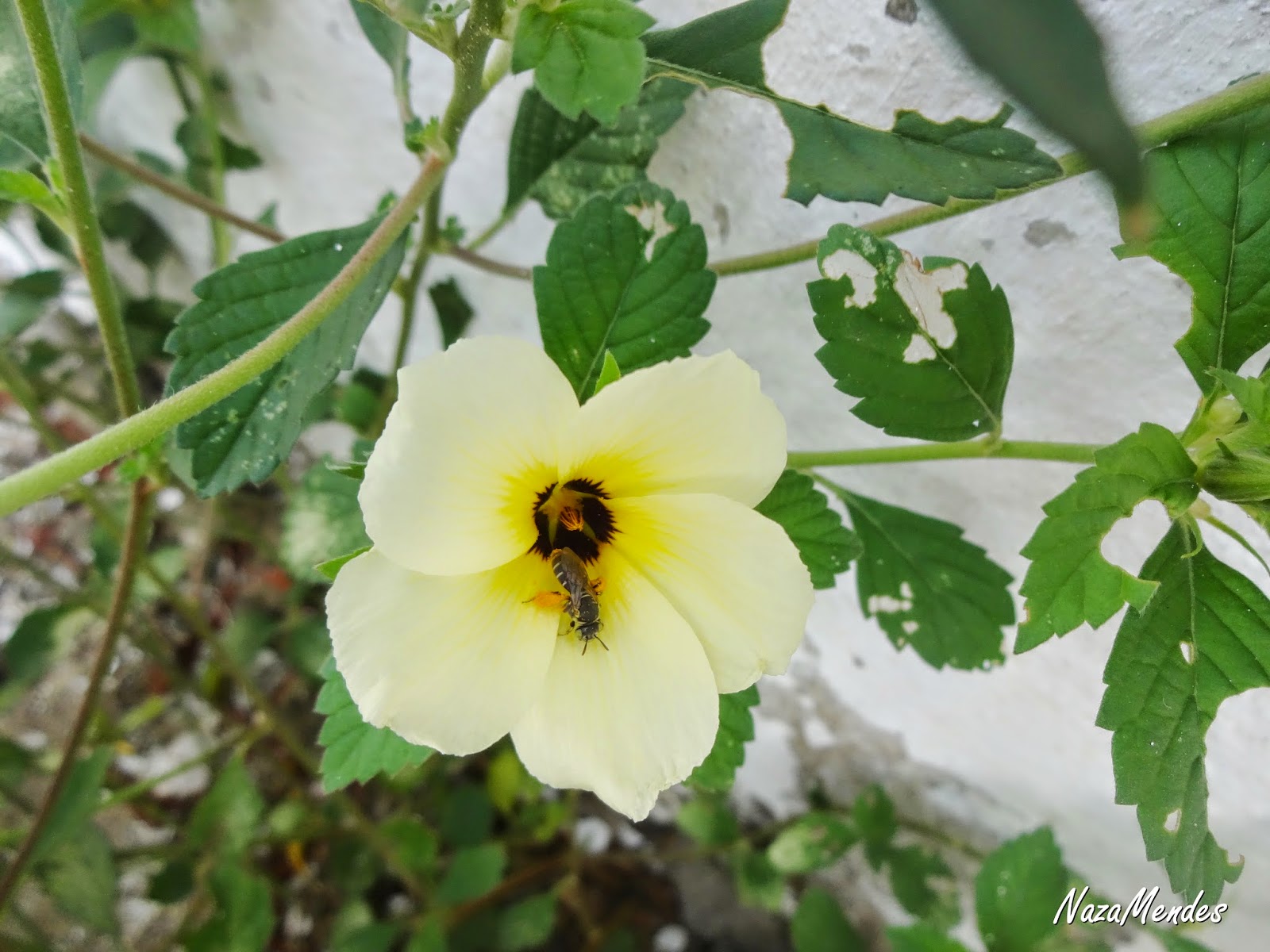 Brasil Insetos!!! Do Caçadores de Insetos!!!: Flor Chanana ou Xanana ...