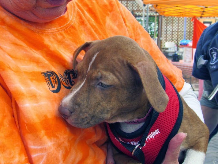 dog-days-adoption-events