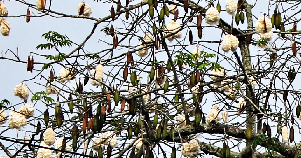 Pokok Kekabu - Blogbabyshambles.. ♥