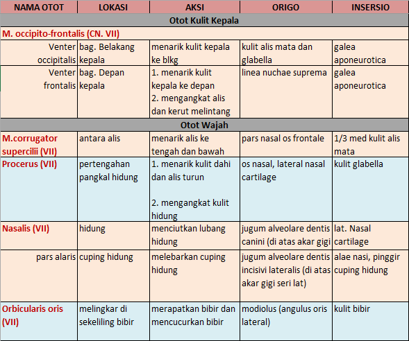 Real Science and Medical Info: Otot Wajah: Lokasi, Aksi, Origo, dan ...