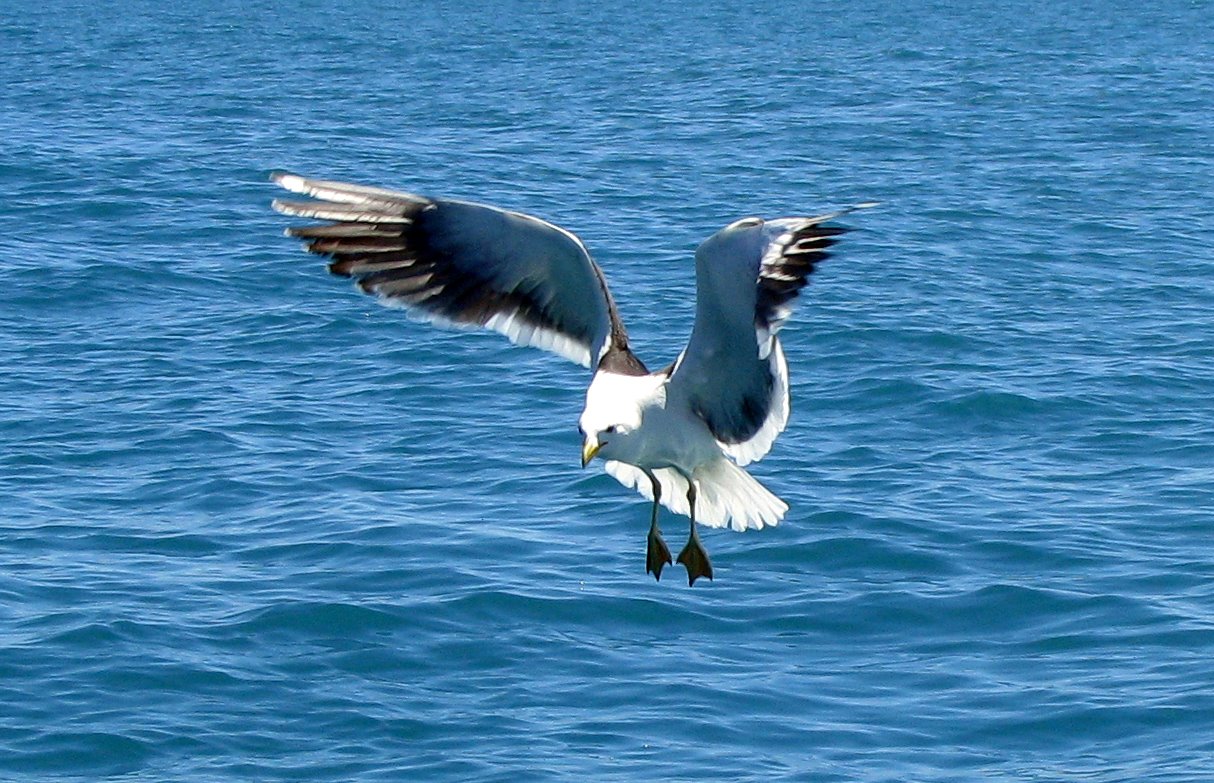 Mareenz: Things That Fly