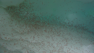 European Press Room for Highly Talented People: How do krill survive ...