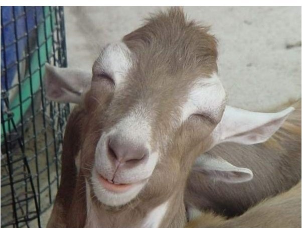 A Smiling Qurbani Bakra Photo - Photos Blog - Everything In Photos