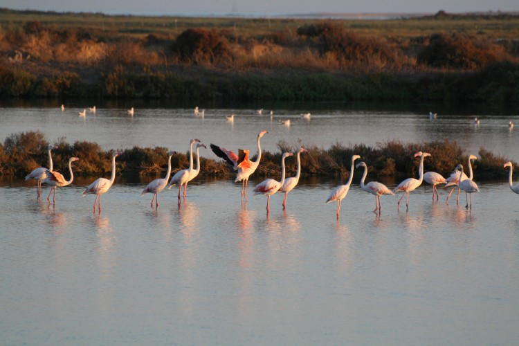 Intercâmbióloga: A Ria Formosa...Um verdadeiro patrimônio natural no ...