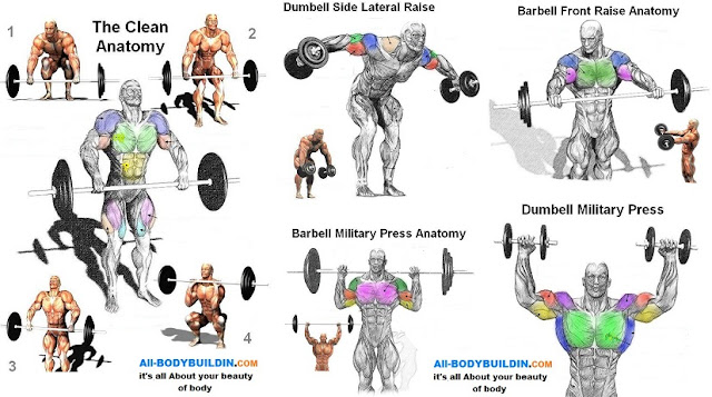 The Best Exercises For Shoulder Muscles ~ multiple fitness