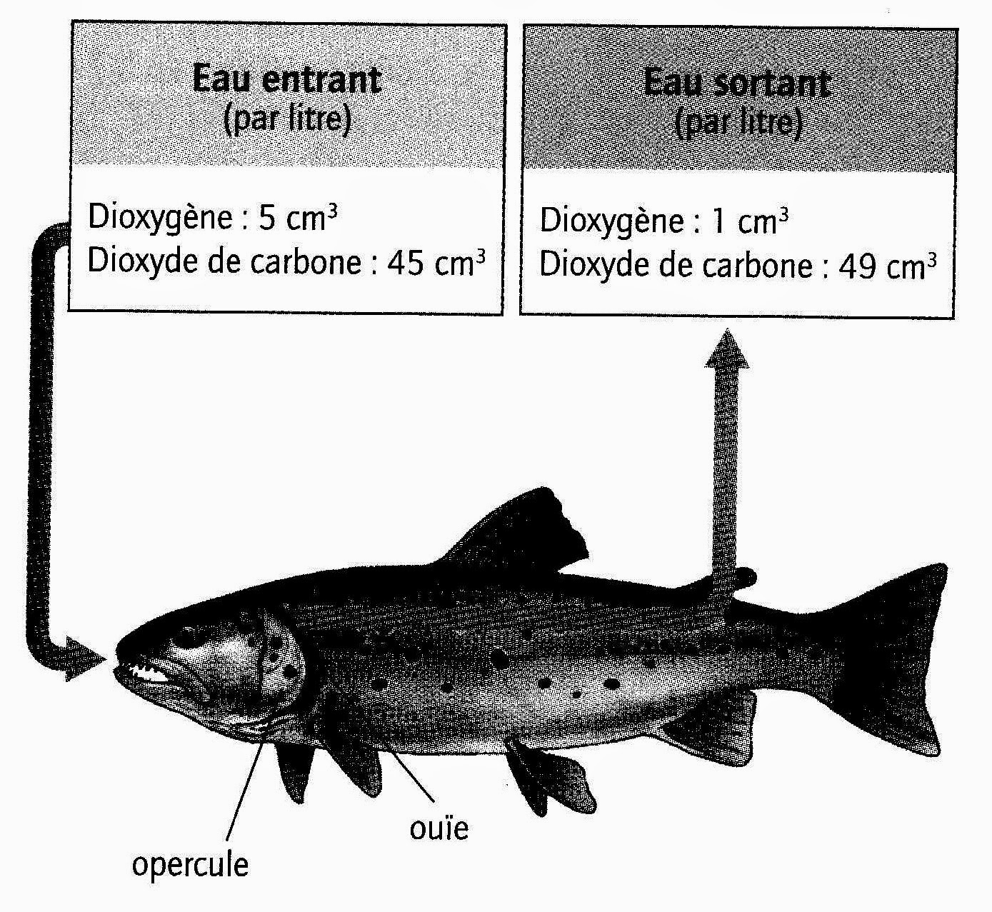Ressources documentaires SVT BsV: 5ème DM2