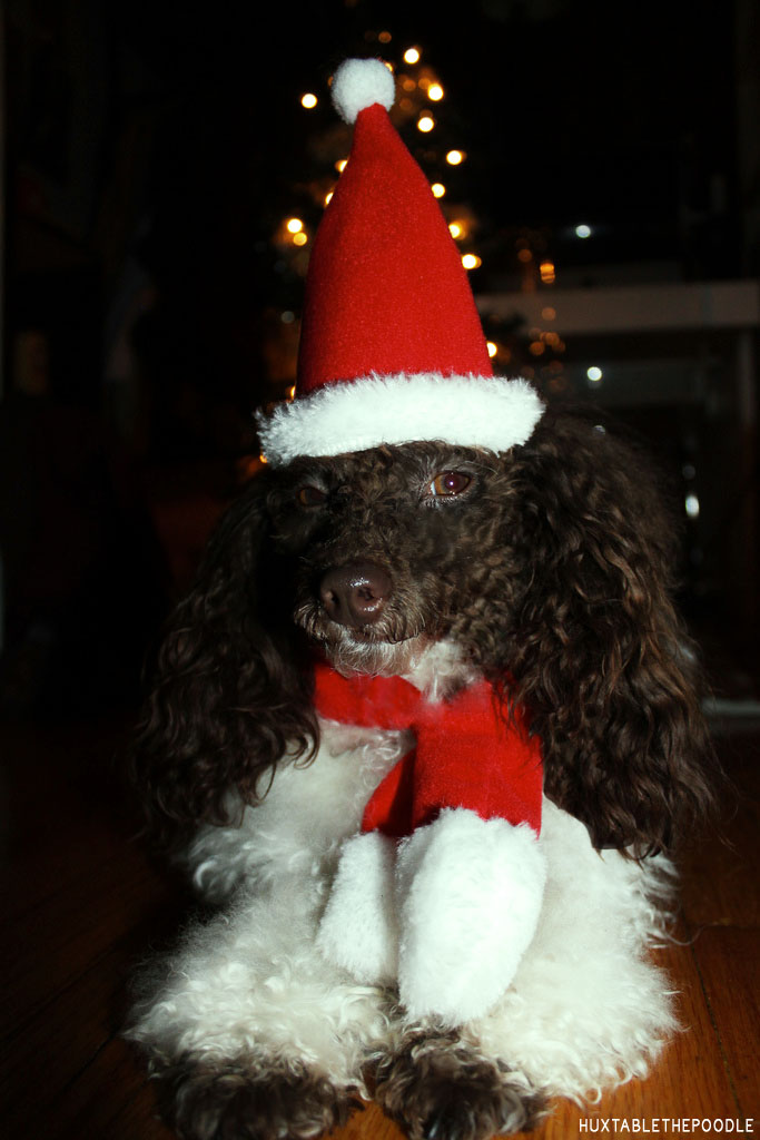 Huxtable The Poodle | Toy Poodle Blog | Parti Poodle: Poodle Greetings ...