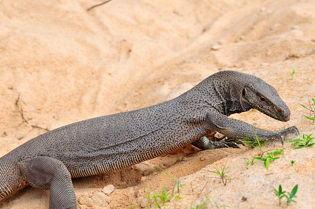 The Life Journey in Photography: Iguana at Yala National Park, Sri Lanka