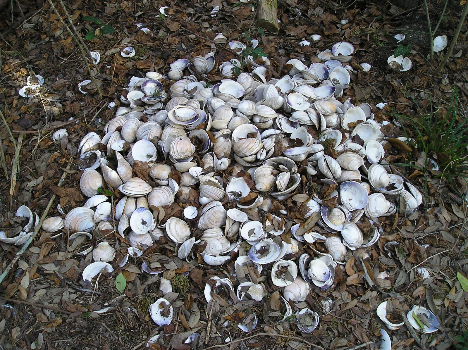 Ocracoke Island Journal: Shell Pile