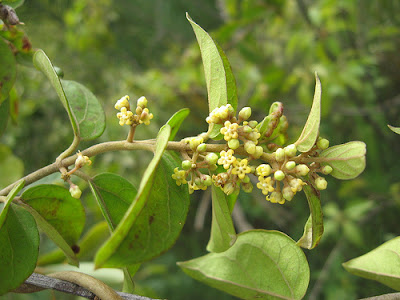 The change in the world demond of time: gurmar tree leaf and its use