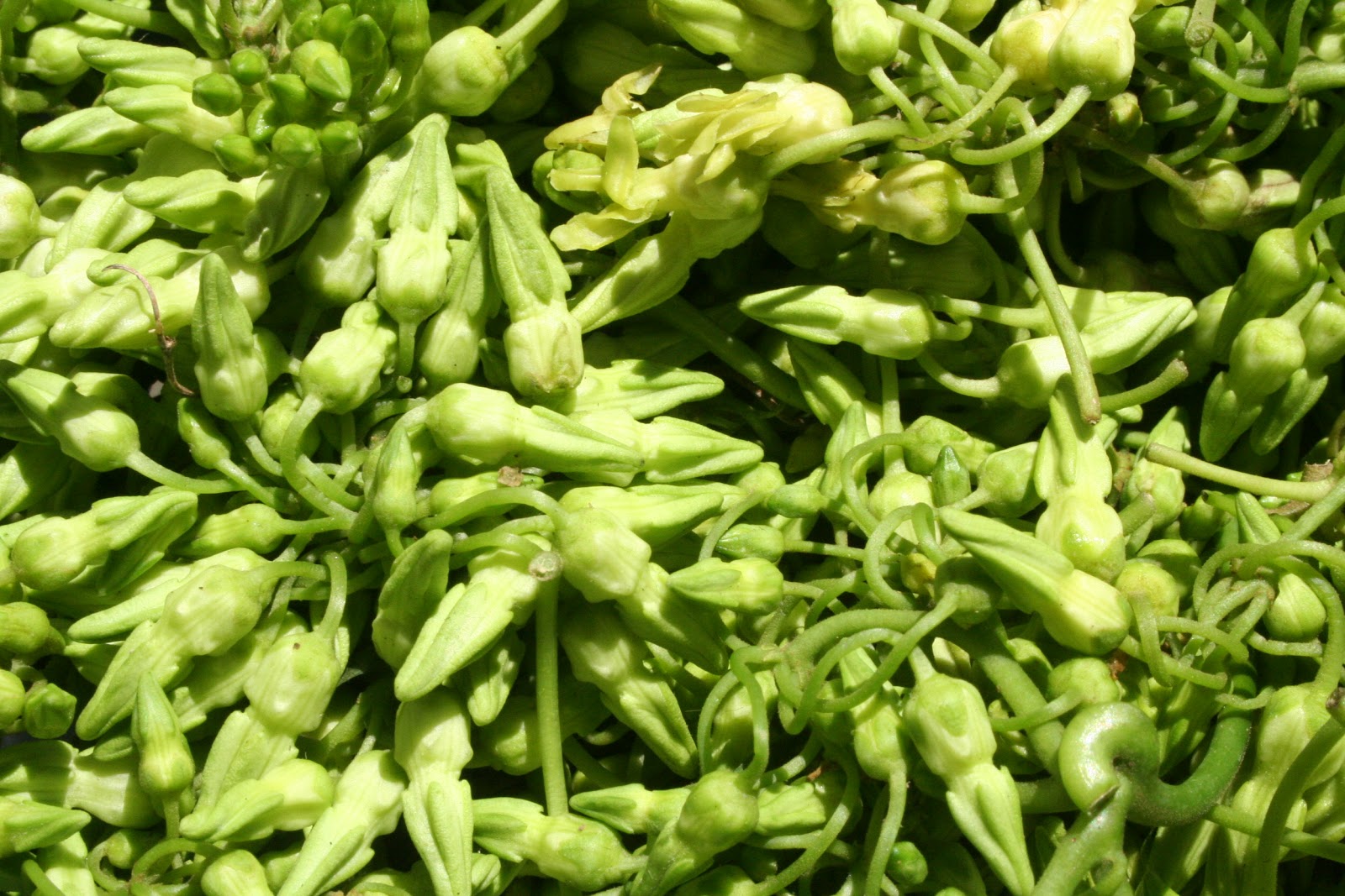 Living with Nature - School on Blog by Dr. Abercio V. Rotor: Wild food ...