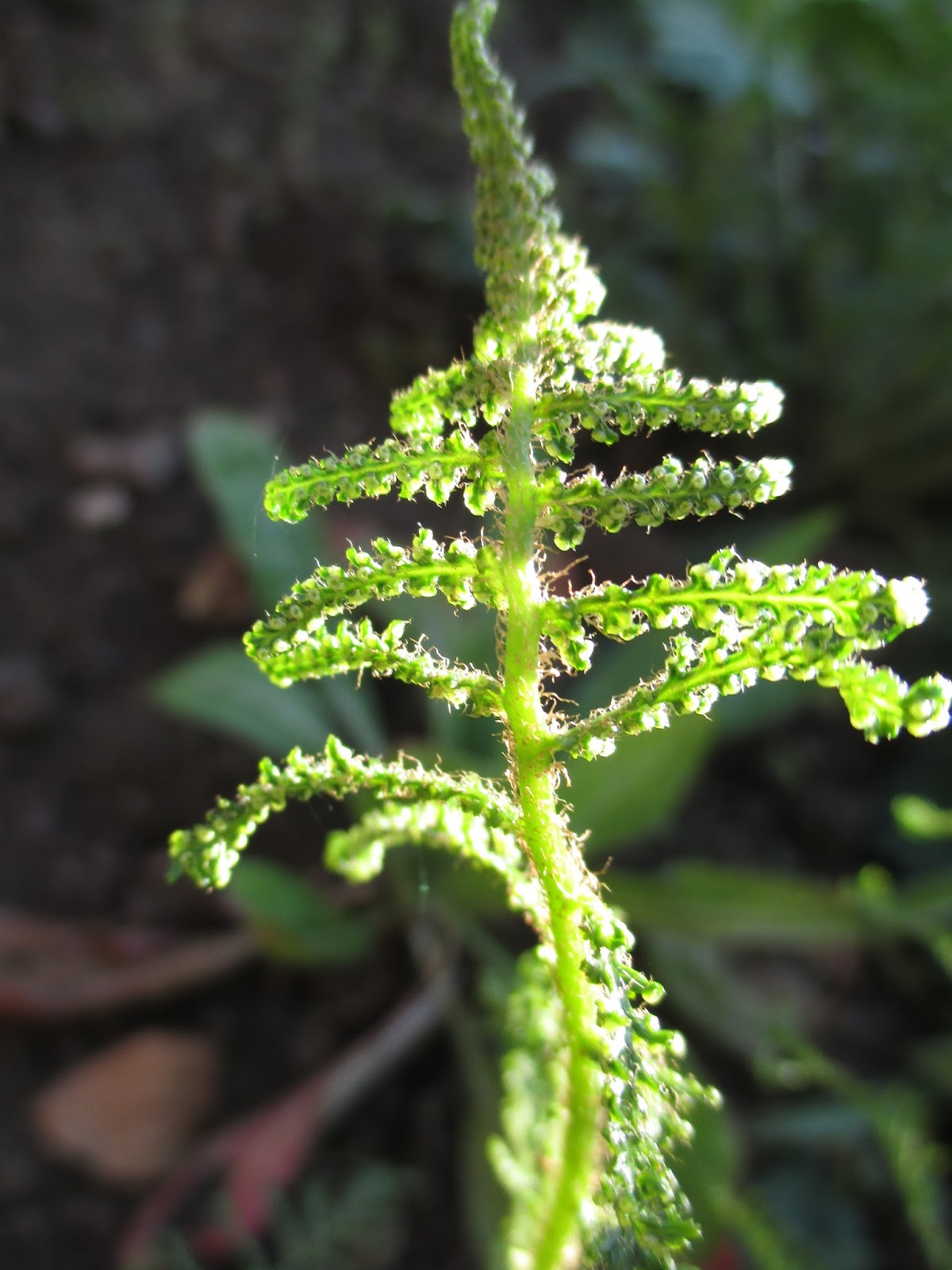 The House with the Blue Door: Fern Fascination
