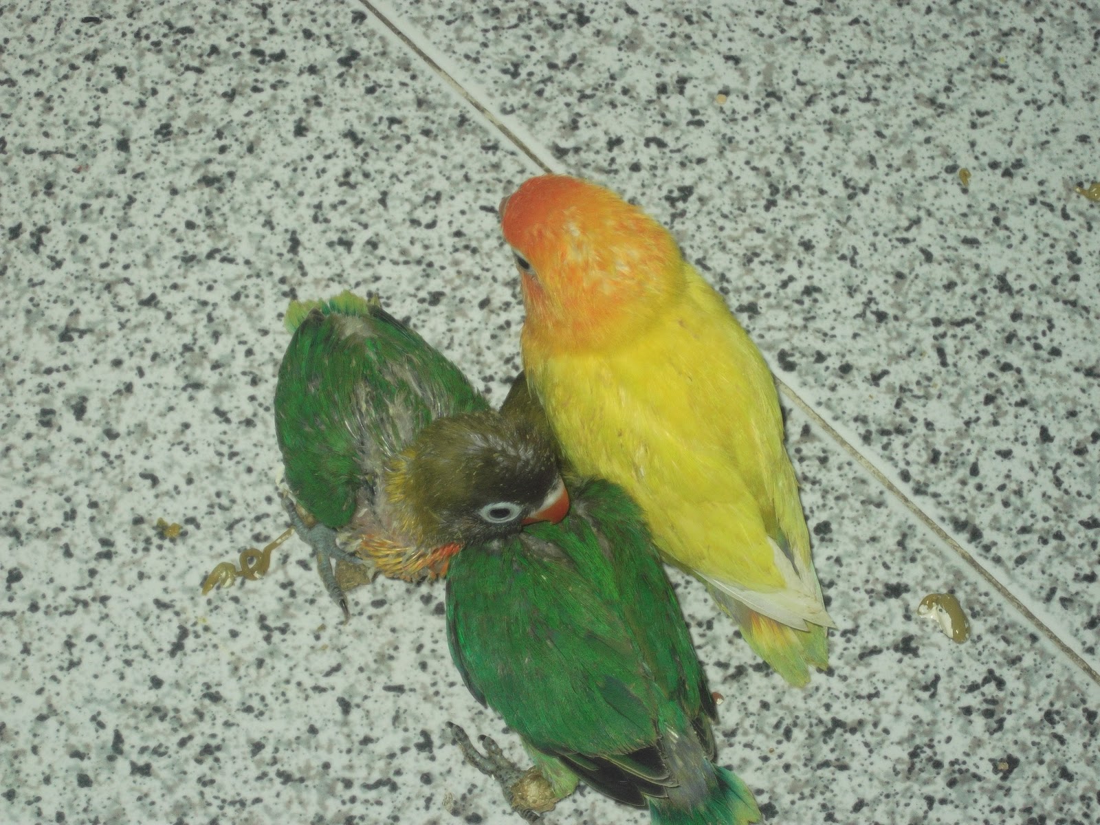 o cantinho dos bicos curvos (agapornis criados à mão)