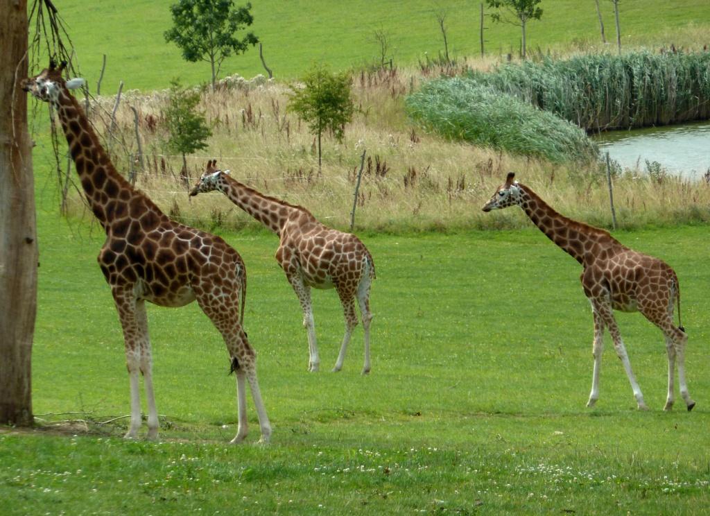 Dave Hubble's ecology spot: Rubber-necking the rare Rothschild Giraffe