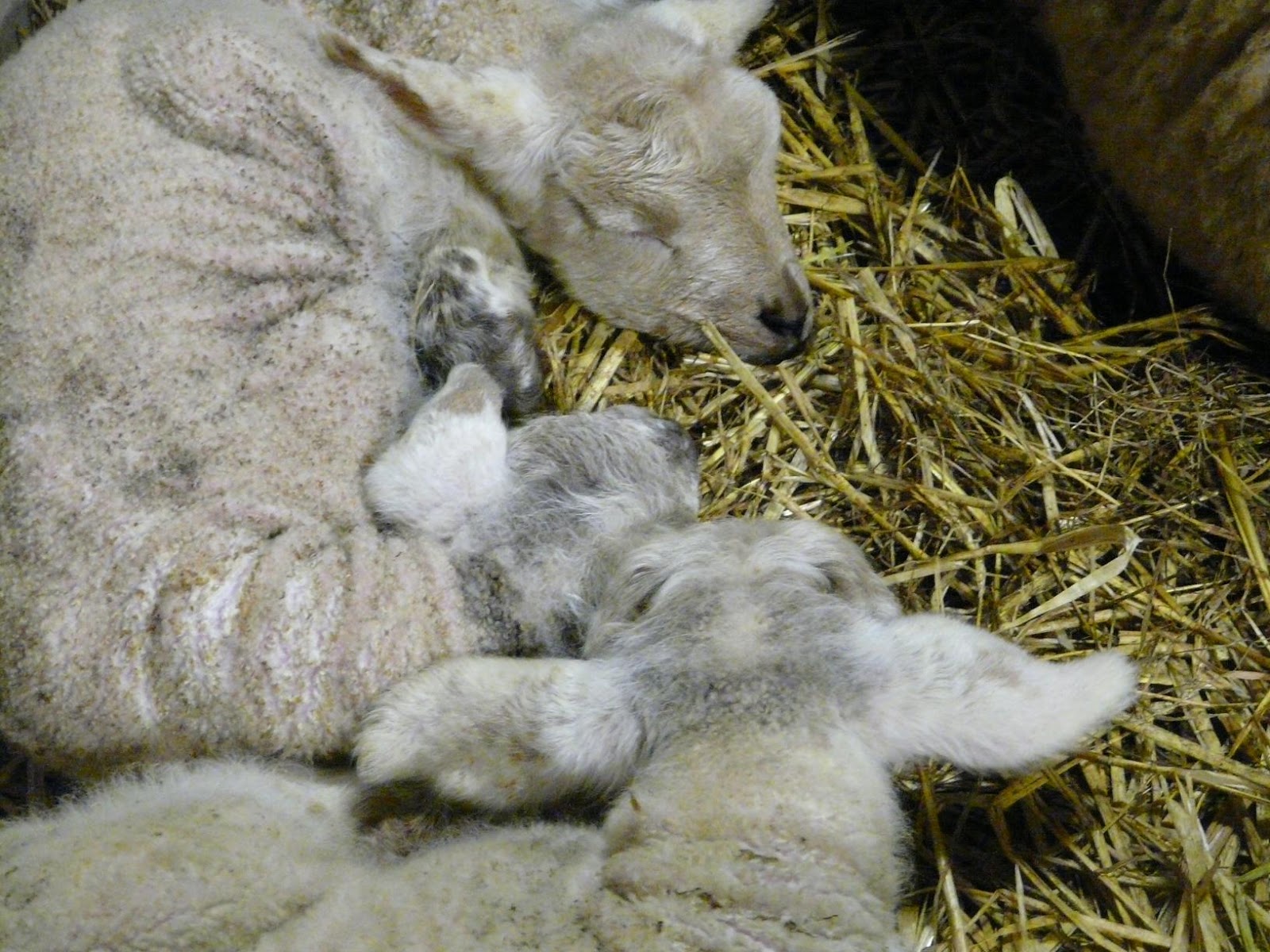 Lambing Kit