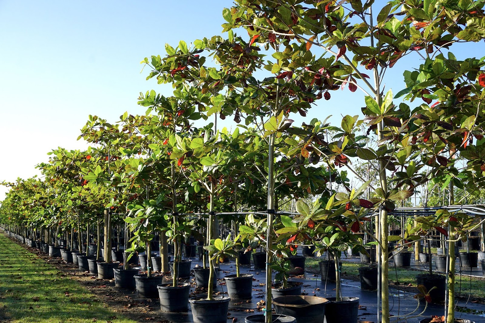 tanaman hias perindang rumah - Gavin Black