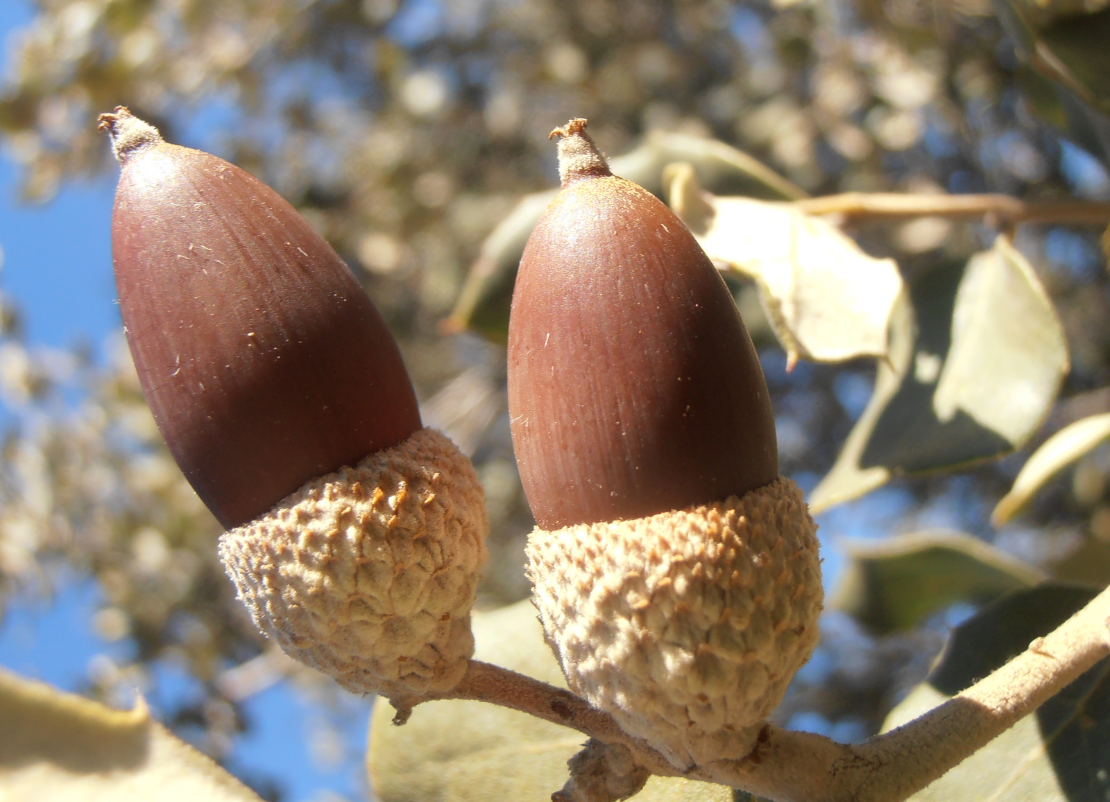 Entre plantas y bichos: Quercus ilex subsp. ballota (encina)