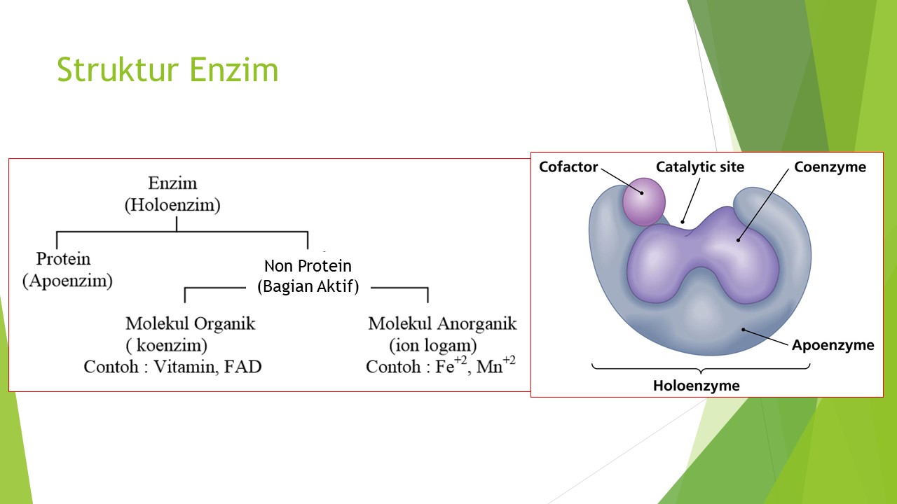 PPT ENZIM ~ KIMIA ORGANIK 2018 SMK-SMAK MAKASSAR