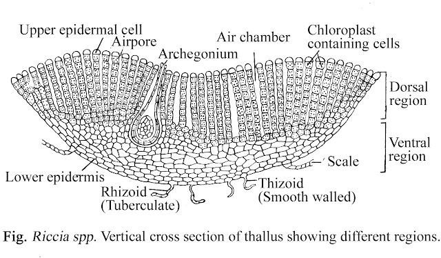 RICCIA - CLASSIFICATION, STRUCTURE OF THE GAMETOPHYTE, REPRODUCTION ...