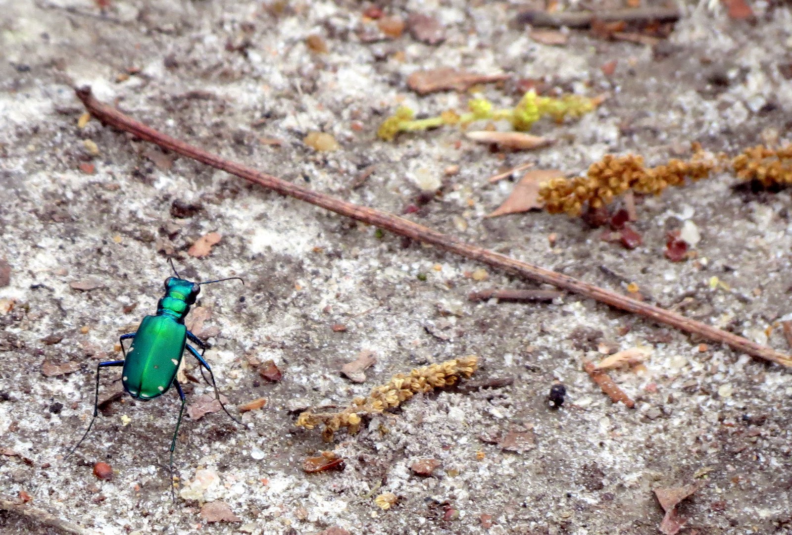 Another Take on Life, the World, and Adventure: Creepy Crawly BUGS!
