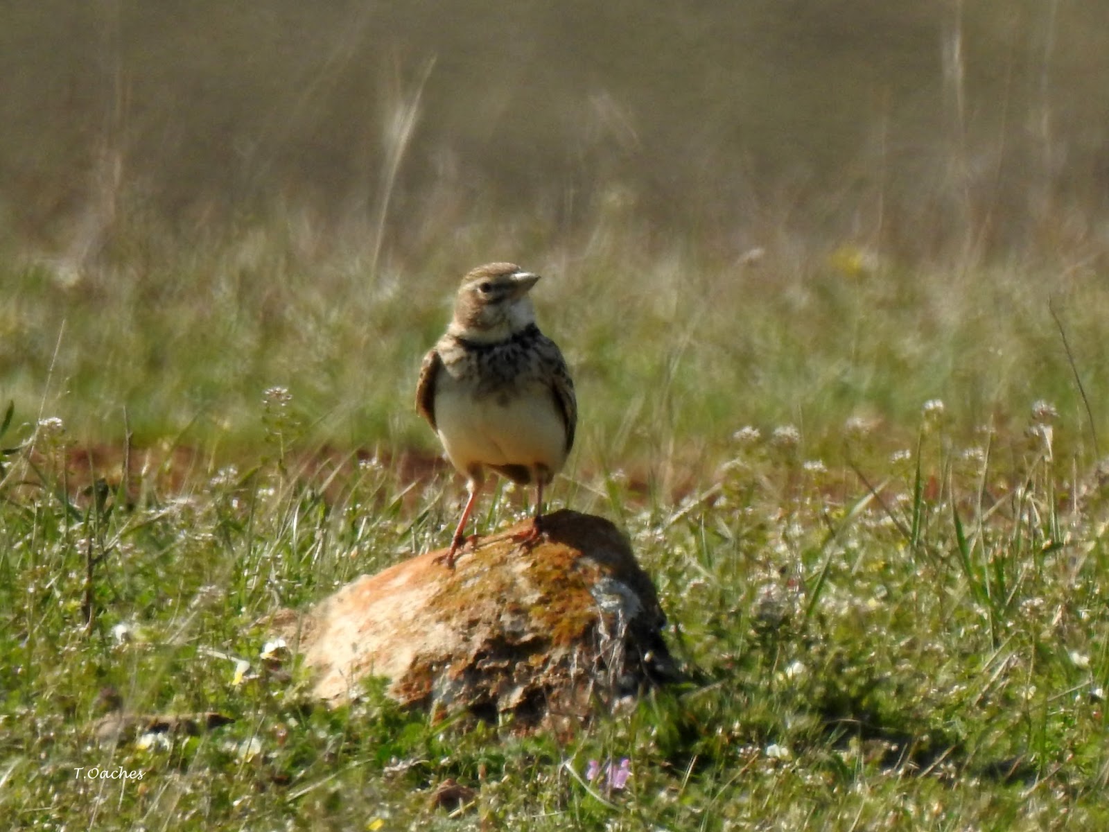 PASARI DIN ROMANIA: CIOCARLIE DE BARAGAN, Melanocorypha calandra