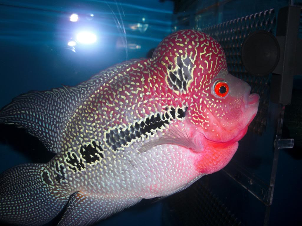 Flowerhorn The Hybrid Cichlids: Red Dragon Flowerhorn