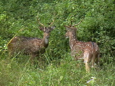 We love Our Bangladesh: Axis deer/Chital deer or Spotted deer(Chitrol ...