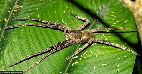 Labah labah Ini Punyai Racun Paling Berbisa. ~ zamrispoon