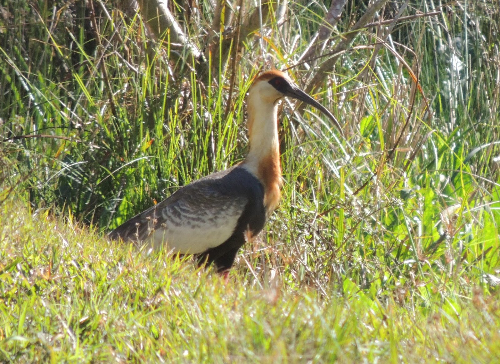 Observando Aves: Curicaca