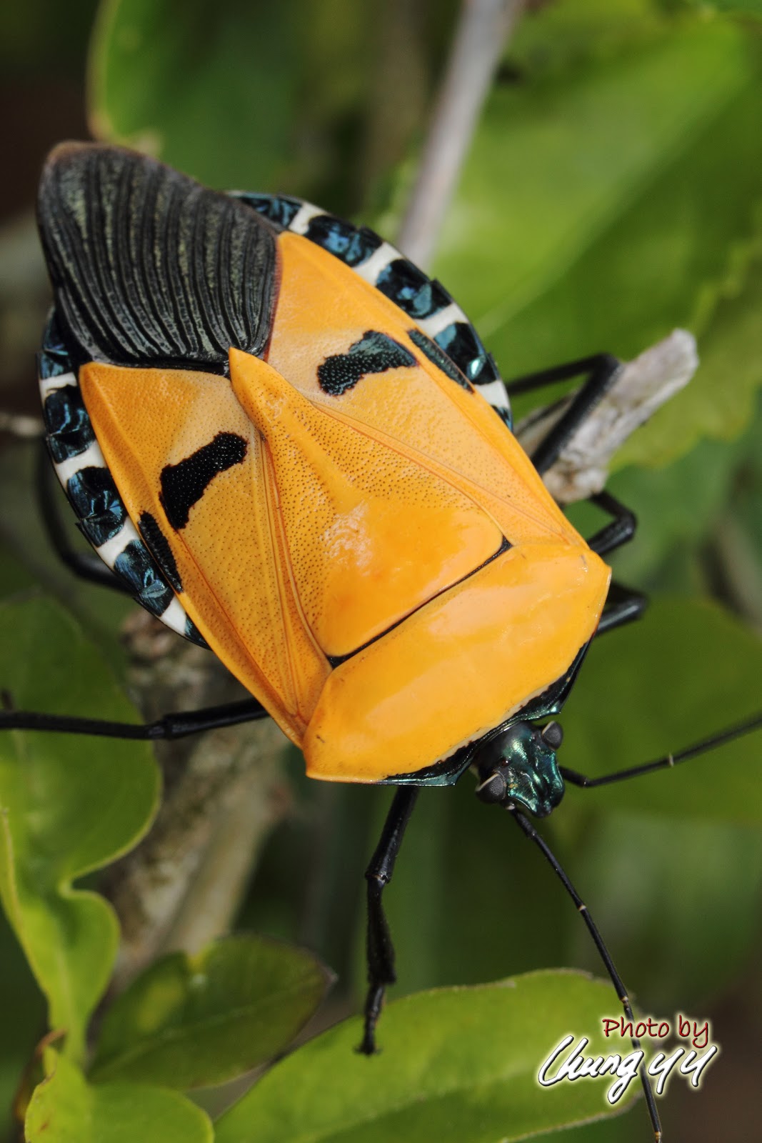 cyy4993: Stink Bug [Pentatomidae] Catacanthus Incarnatus (Drury. 1989)