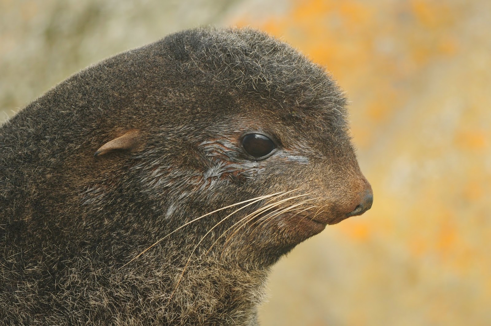 Arcticory...: Seal teeth