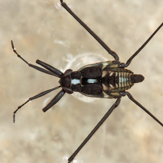 INSECTOS DE P.R. In Memoriam Dr Luis F Martorell y Dr Alain Liogier ,DR ...