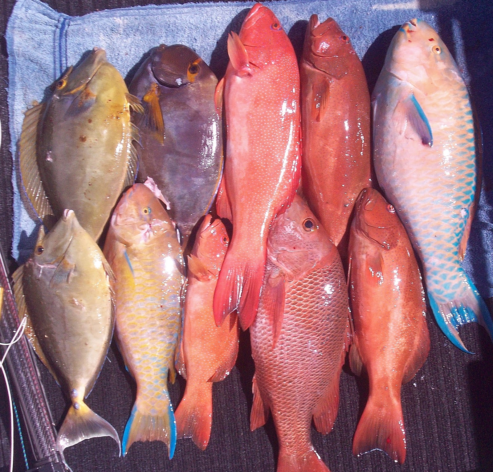 chasse sous marine sur le caillou nc poisson: Gallerie: 2007 à 2014