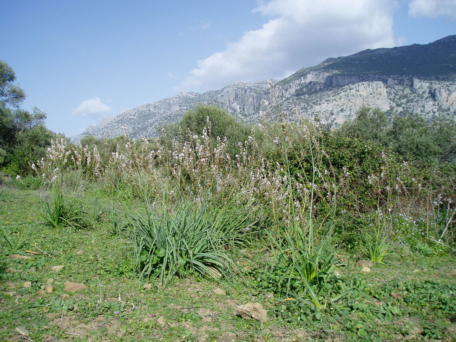 Ubrique natural: Gamones y tagarninas de la Sierra de Ubrique