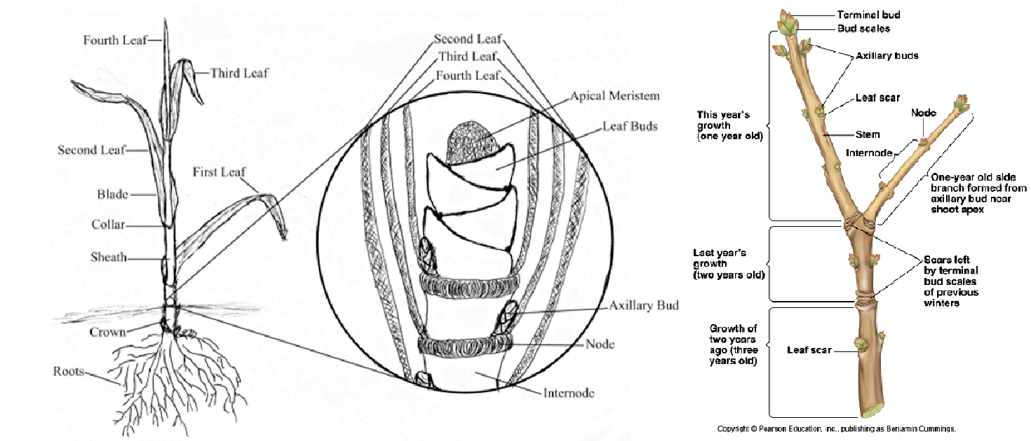 Intercalary Meristem Grass Plant Tissue: Definition, Characteristics,